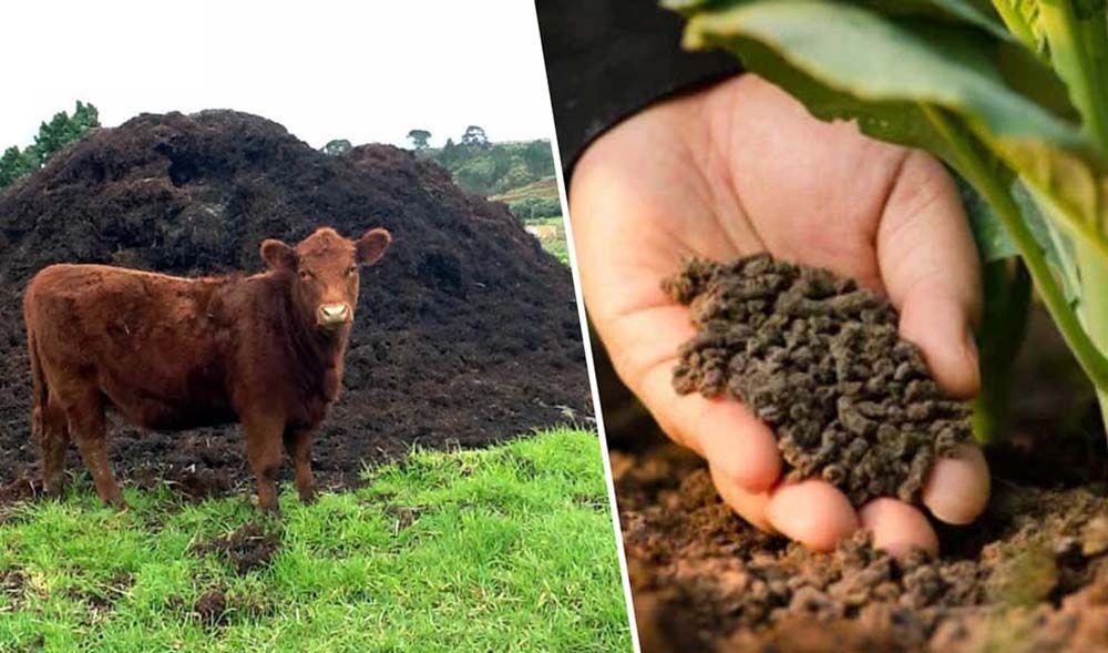 ¿Cómo hacer fertilizante orgánico a partir de estiércol de vaca?